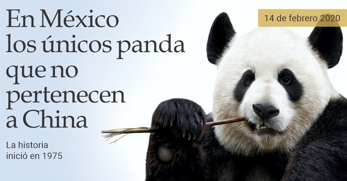 México, los únicos pandas que no pertenecen a China